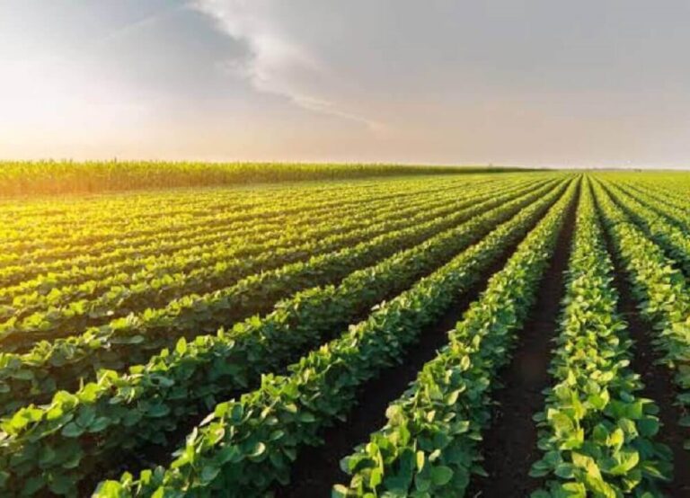 Organic vs. Conventional Farming: What To Know - Inside Words